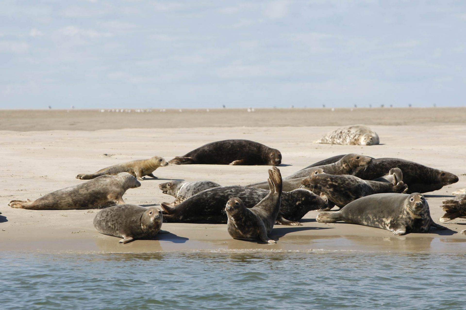 Vakantieoverzicht | Stichting Allegoeds